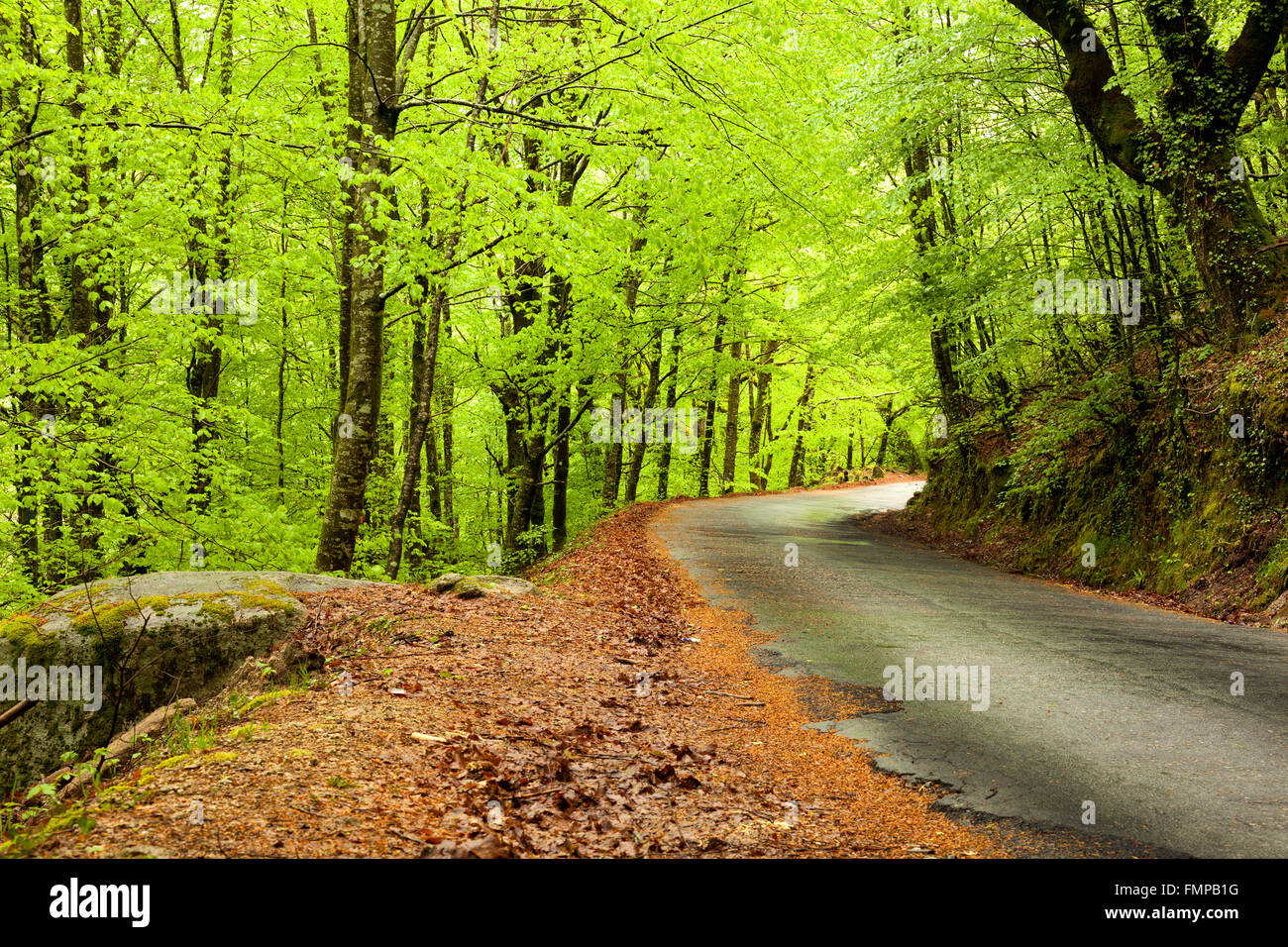 Spring landscape with road and beautiful green trees Stock Photo - Alamy