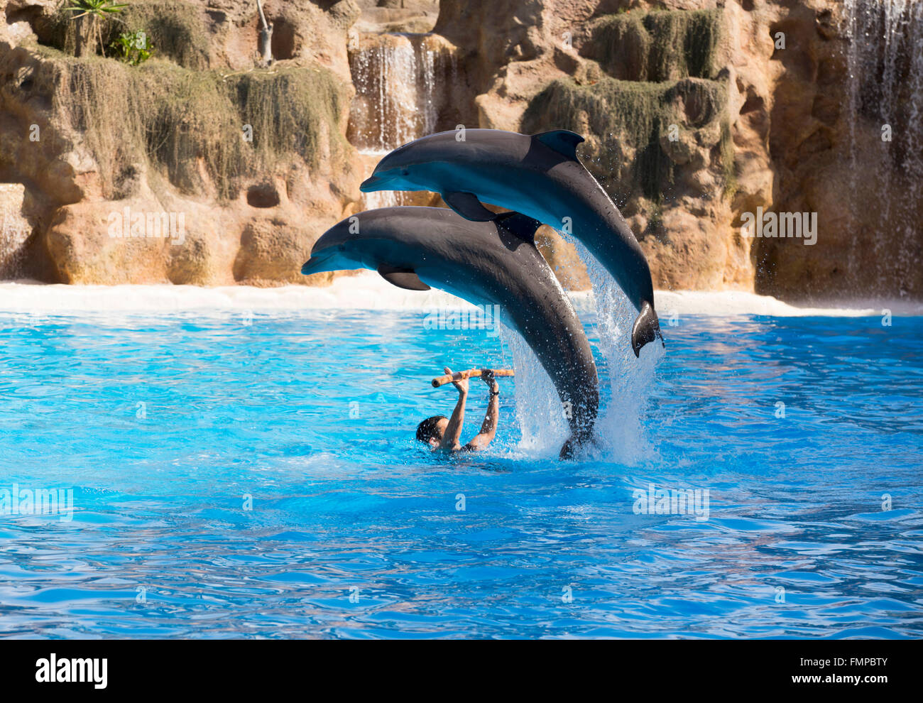 Two bottlenose dolphins (Tursiops truncatus) jumping out of the water ...