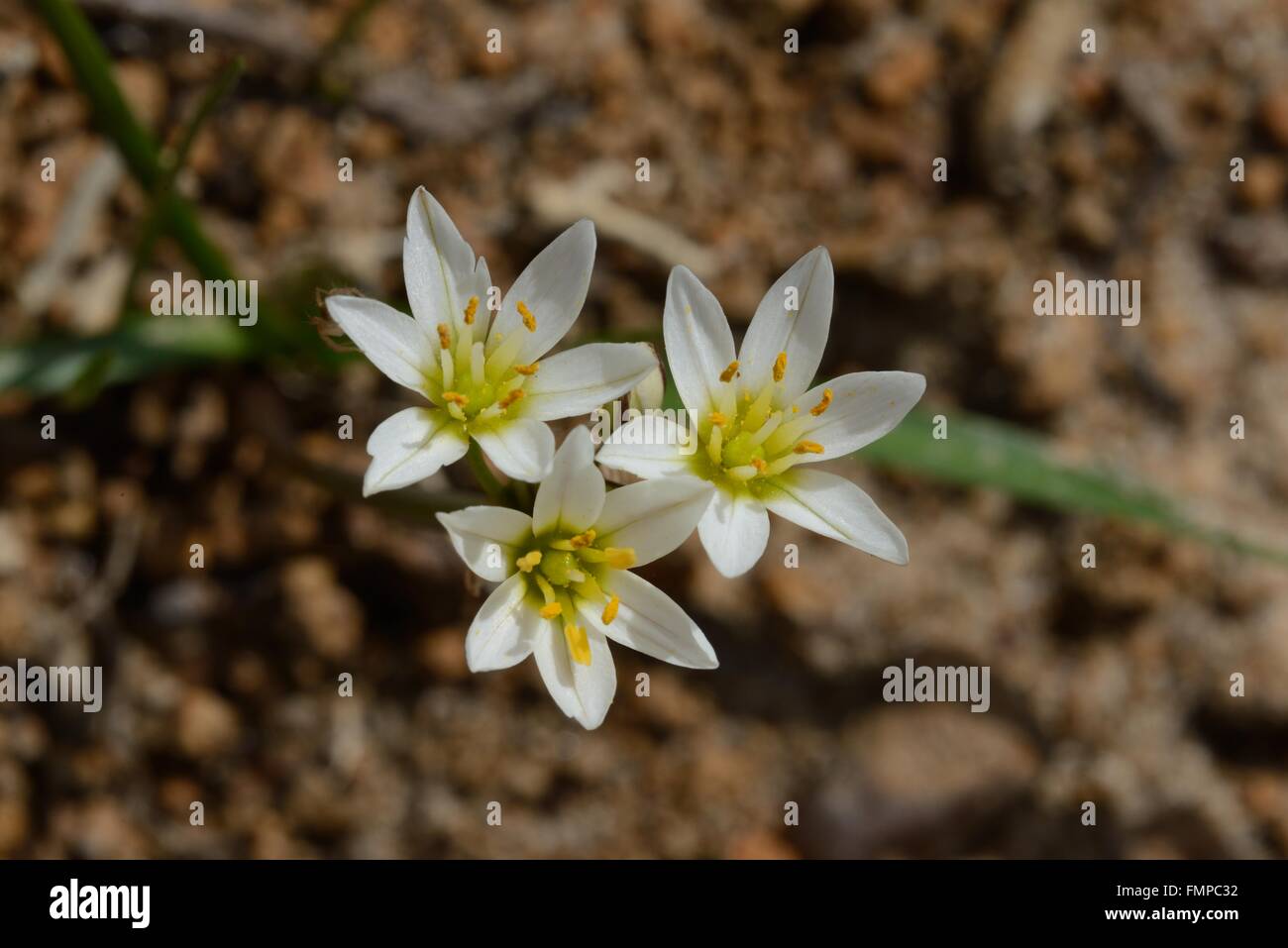 Nothoscordum bivalve, Crow poison Stock Photo - Alamy