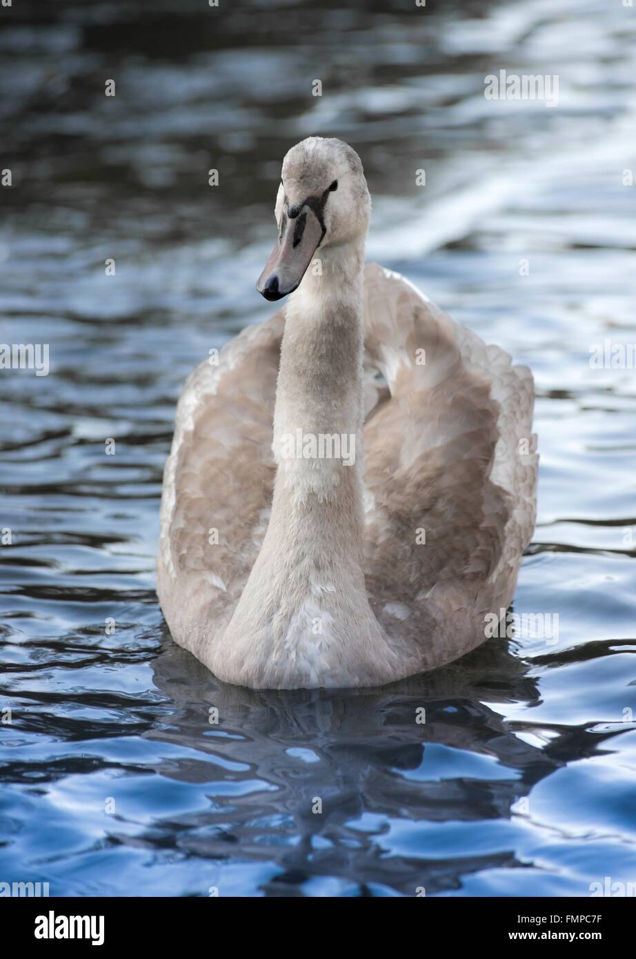 Mute Swan (Cygnus olor), fledgling on water, Hesse, Germany Stock Photo ...
