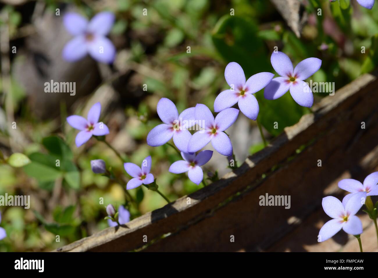 Bluet hi-res stock photography and images - Alamy