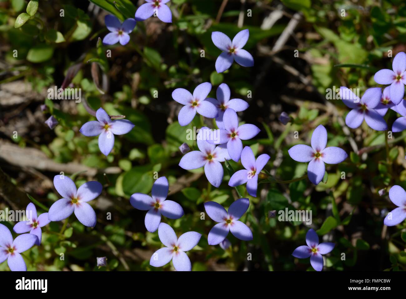 Bluet hi-res stock photography and images - Alamy