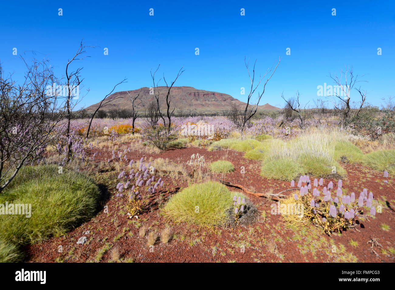 Desert in bloom hi-res stock photography and images - Alamy