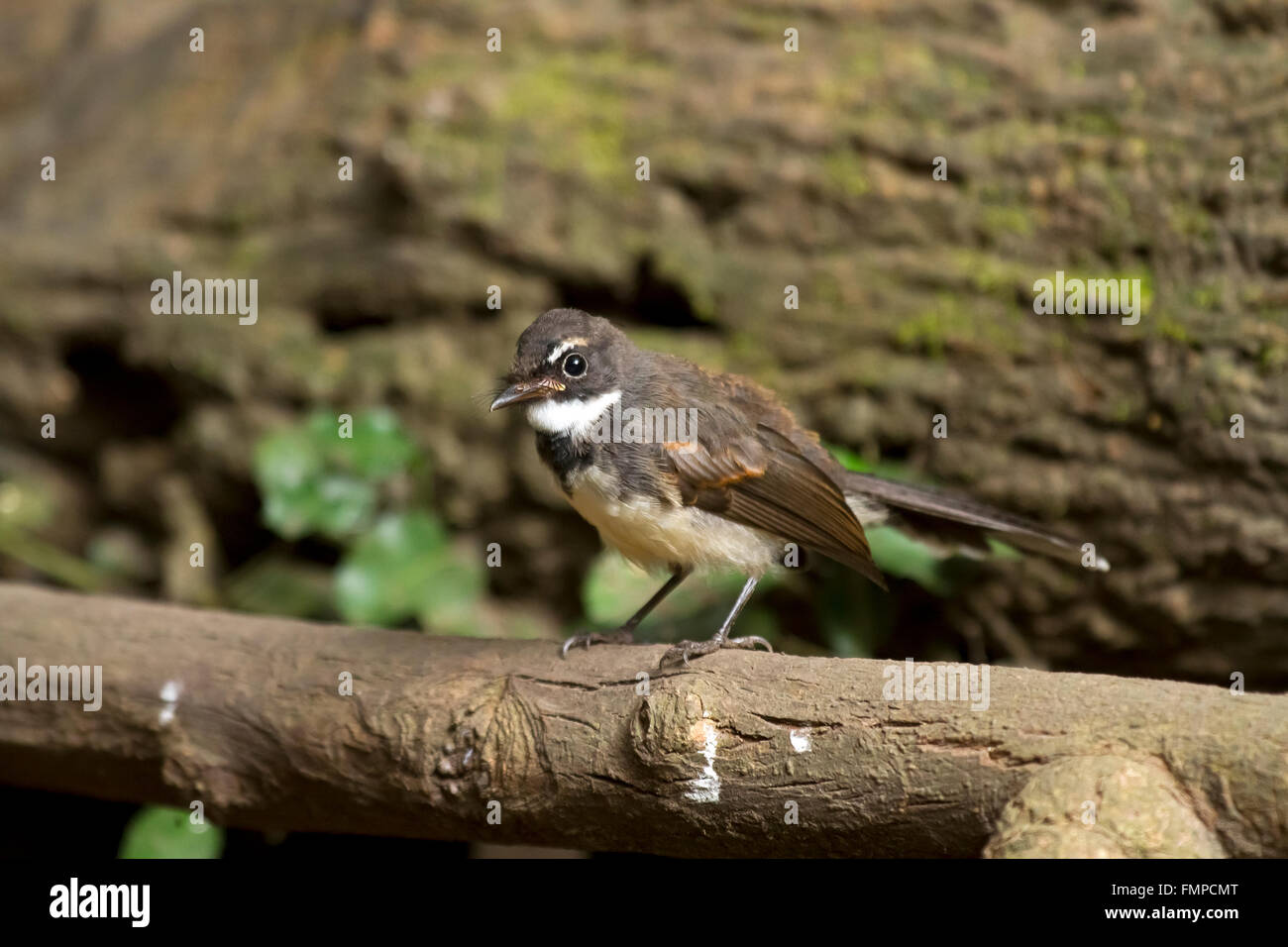 Malaysian pied fantail rhipidura javanica hi-res stock photography and ...