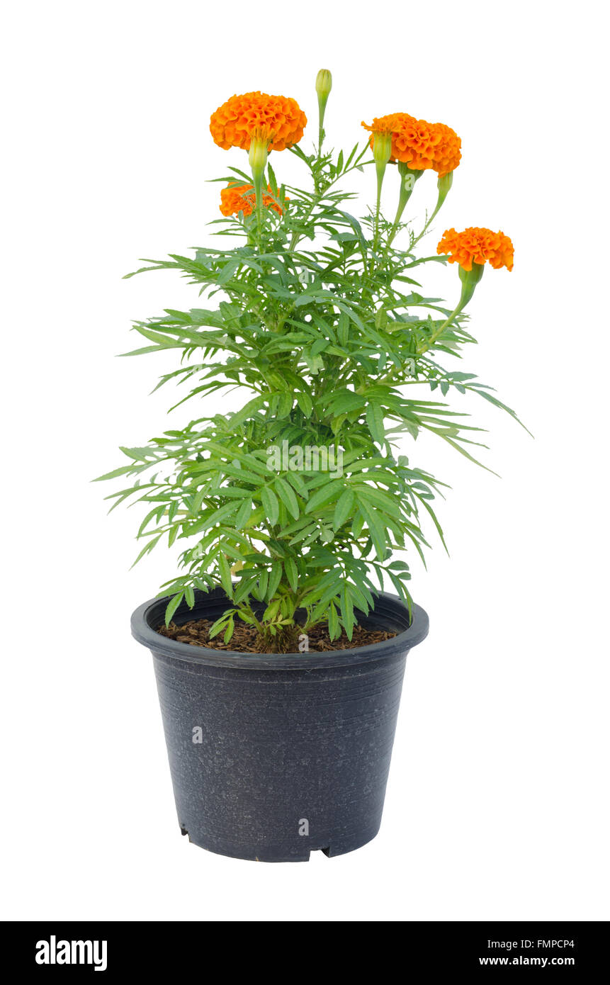 marigold flower in pot isolated on white background Stock Photo - Alamy