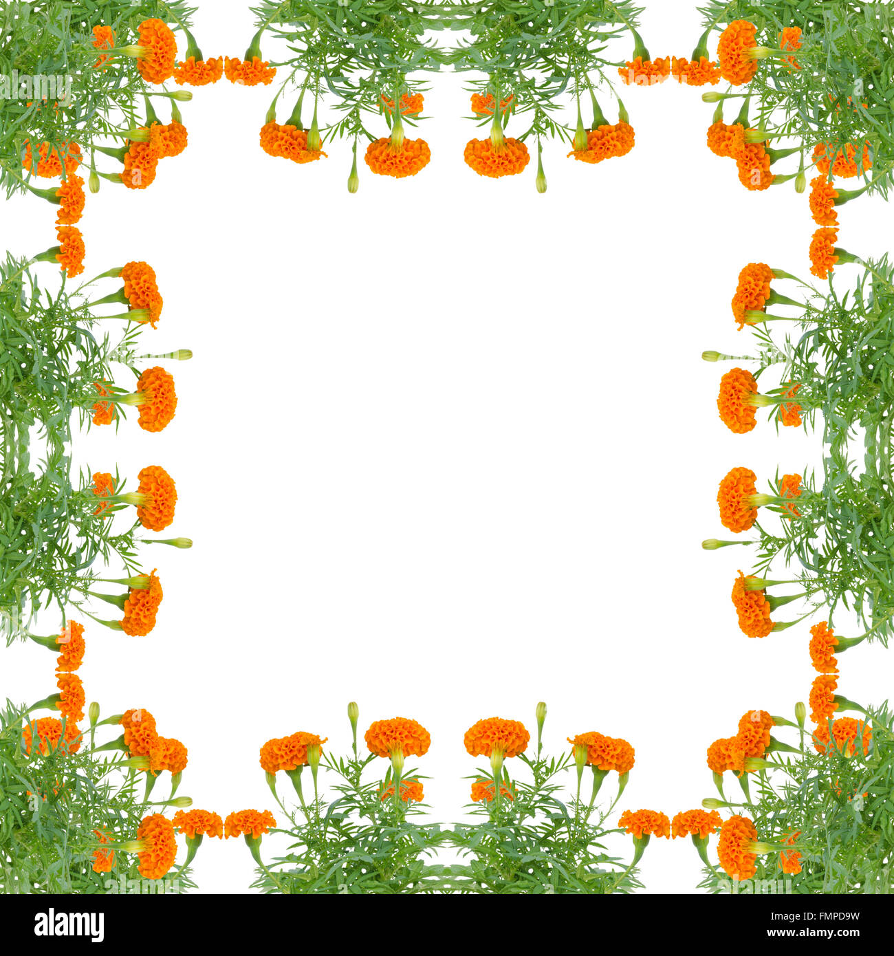 Marigold frame isolated on white background Stock Photo - Alamy