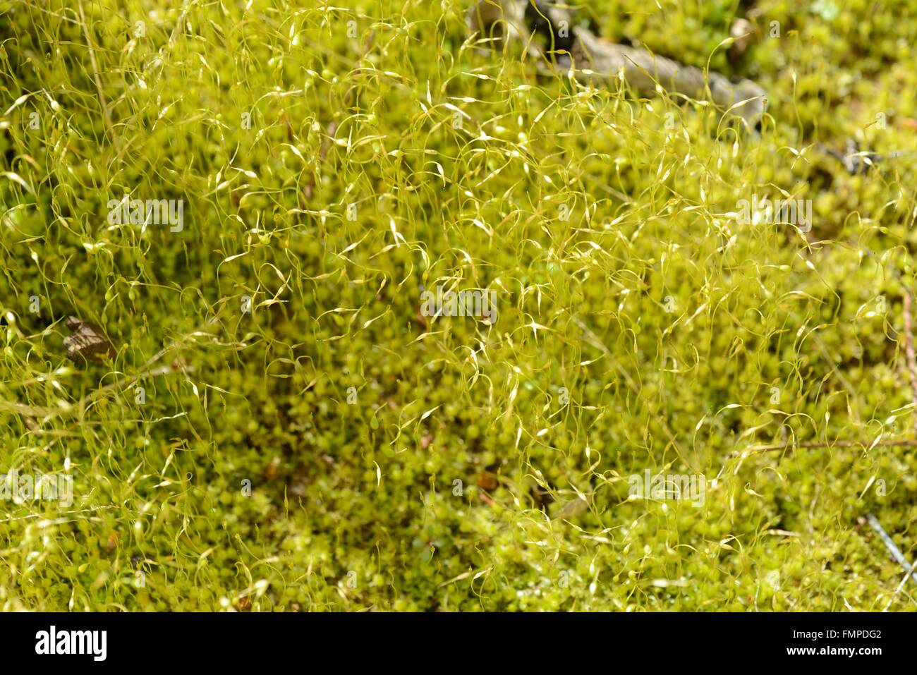 Green spring moss hi-res stock photography and images - Alamy