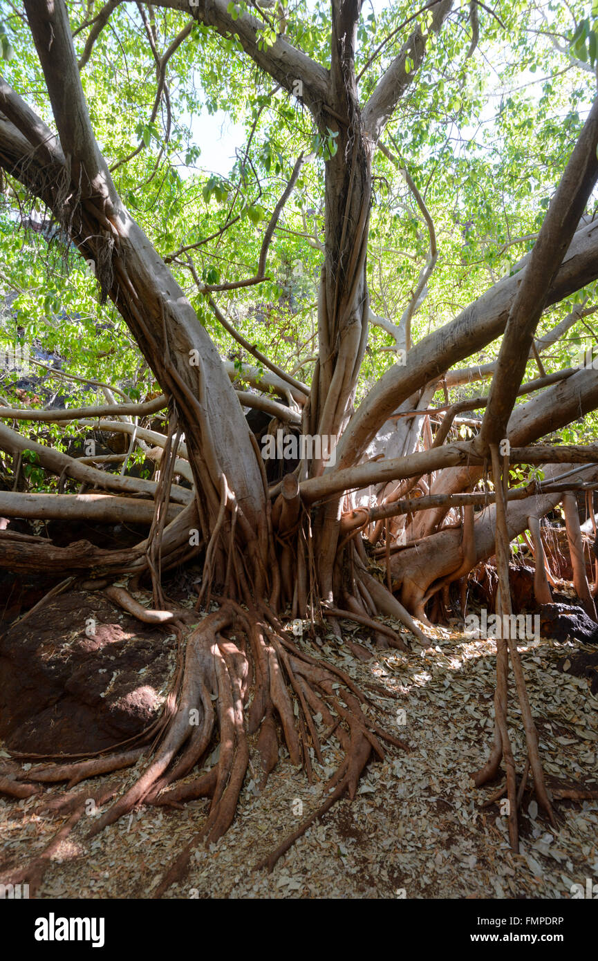 Fig Tree with Exposed Roots (Ficus sp.), Dales Gorge, Hamersley Range ...