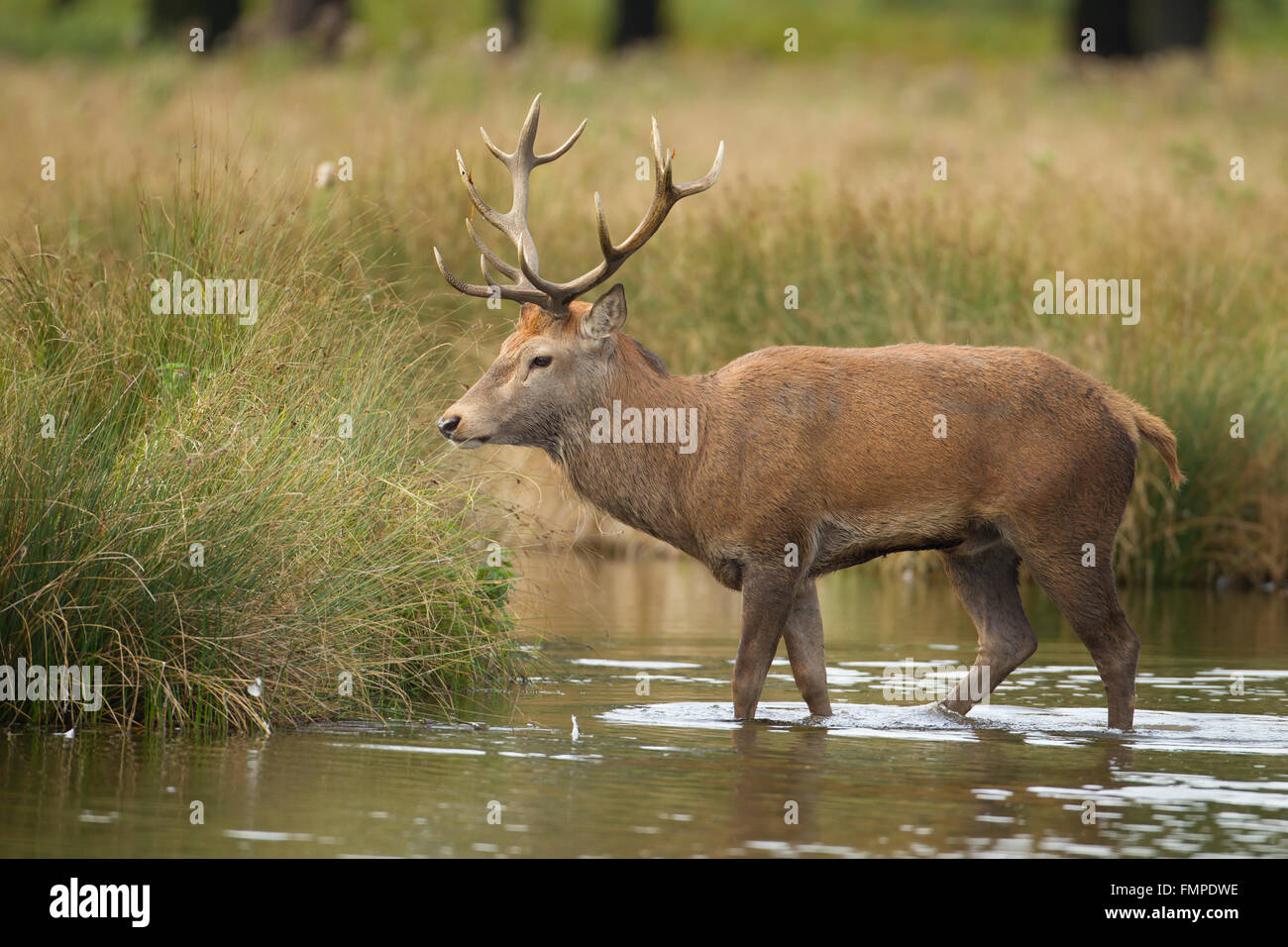 Stag standing in the water hi-res stock photography and images - Alamy