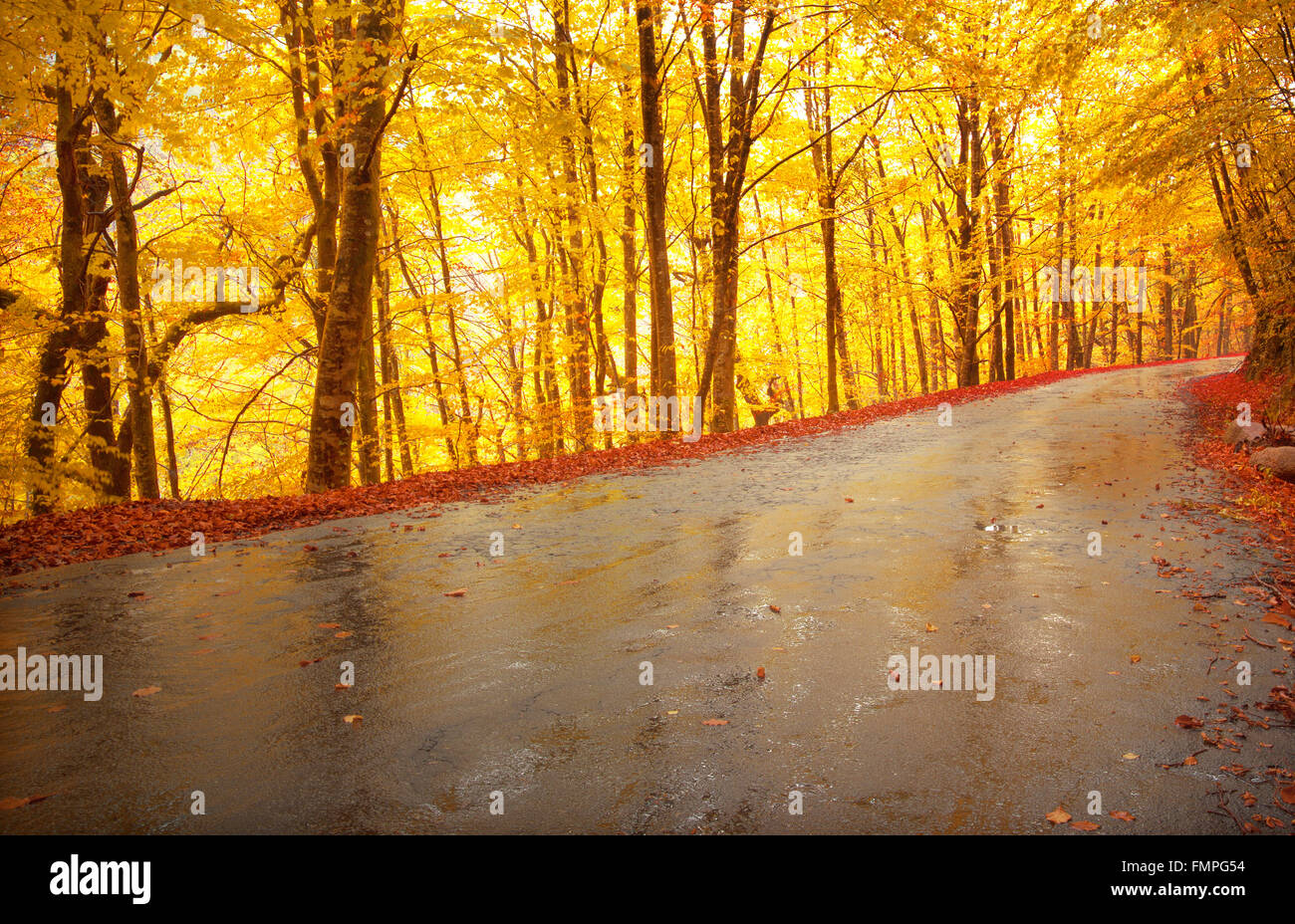 Autumn landscape with road and beautiful colored trees Stock Photo - Alamy