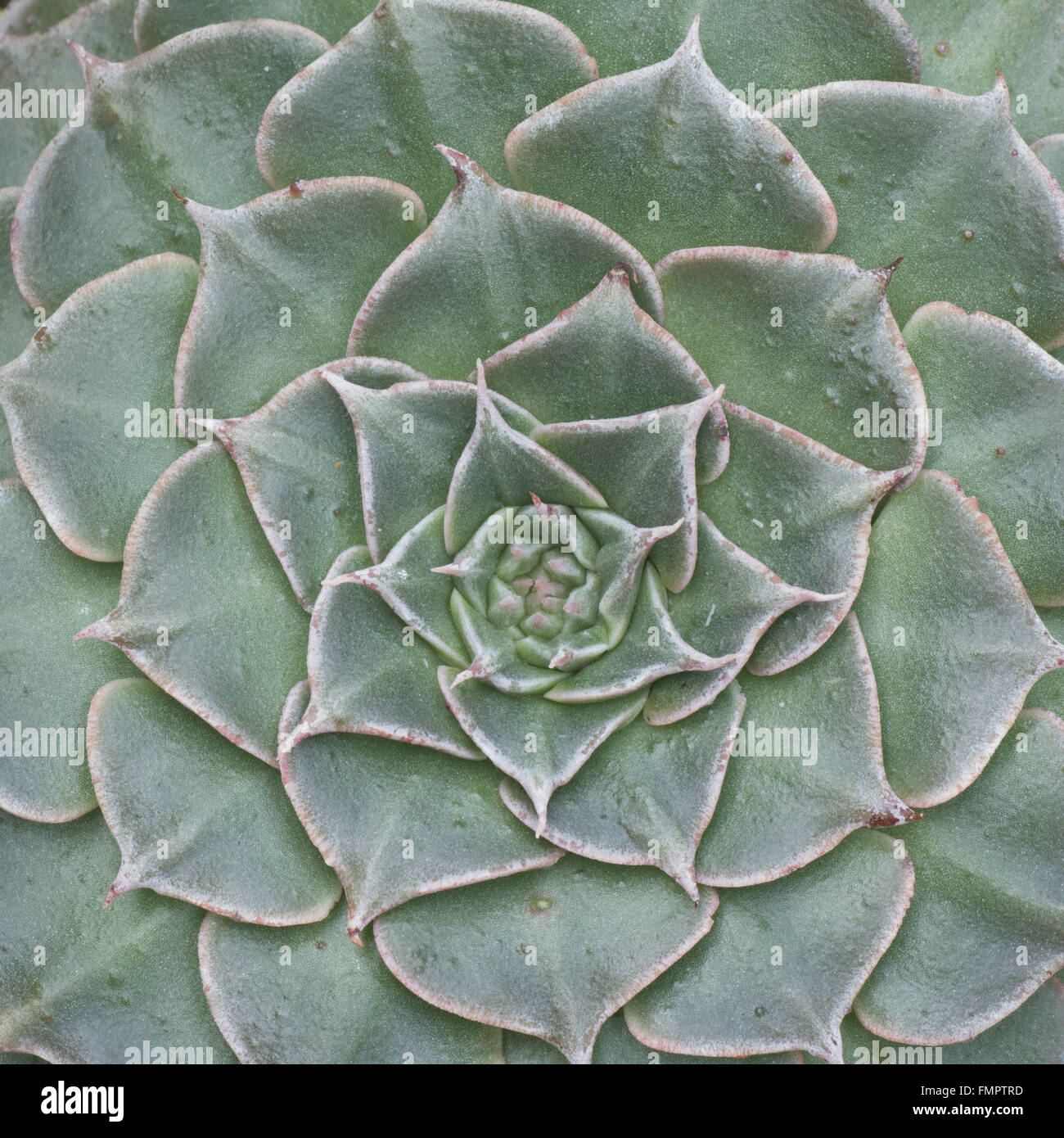 Close up of cactus texture background Stock Photo - Alamy