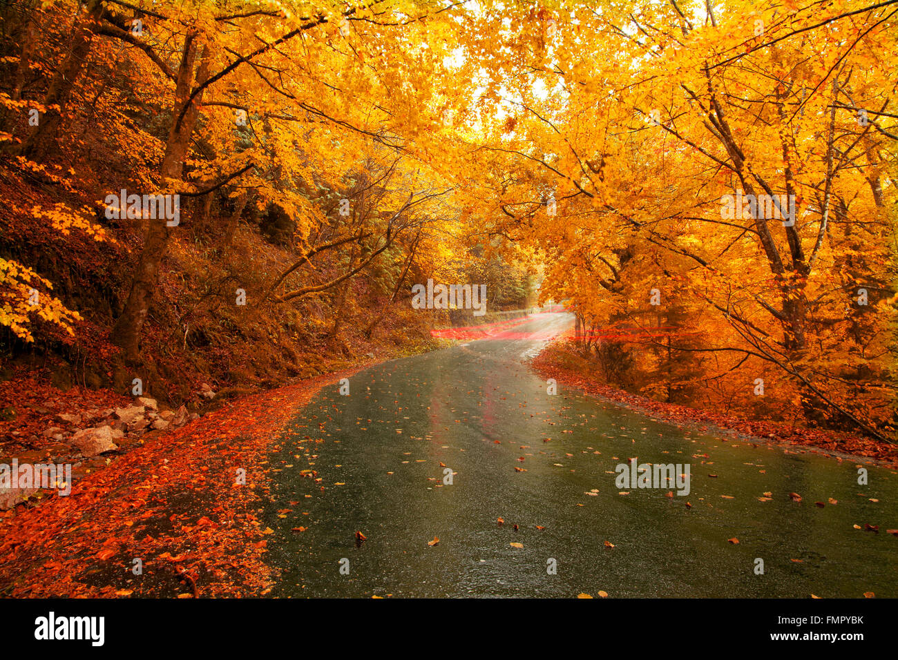 Autumn landscape with light trails on the road Stock Photo - Alamy