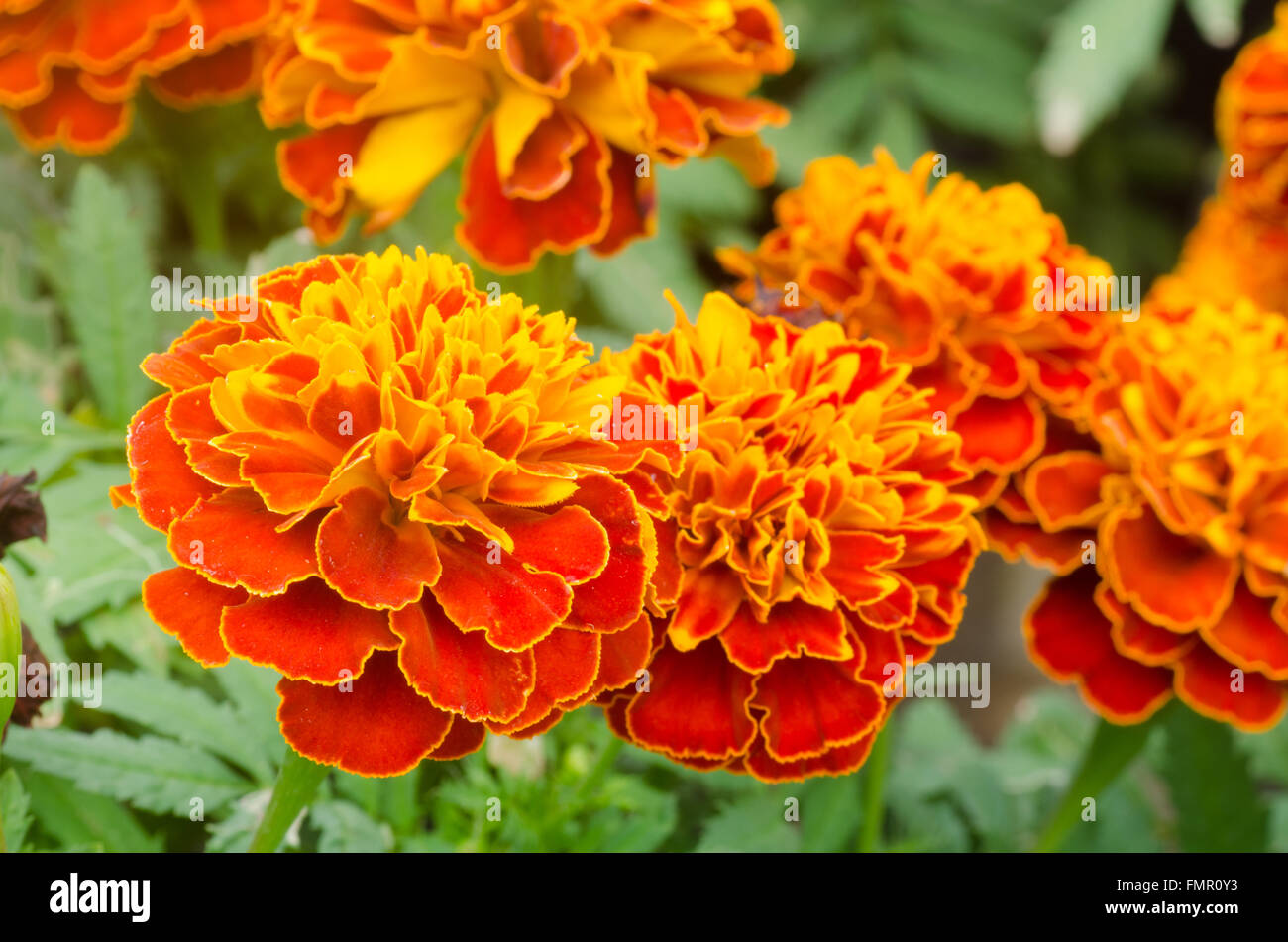 Beautiful golden yellow French marigold Stock Photo - Alamy