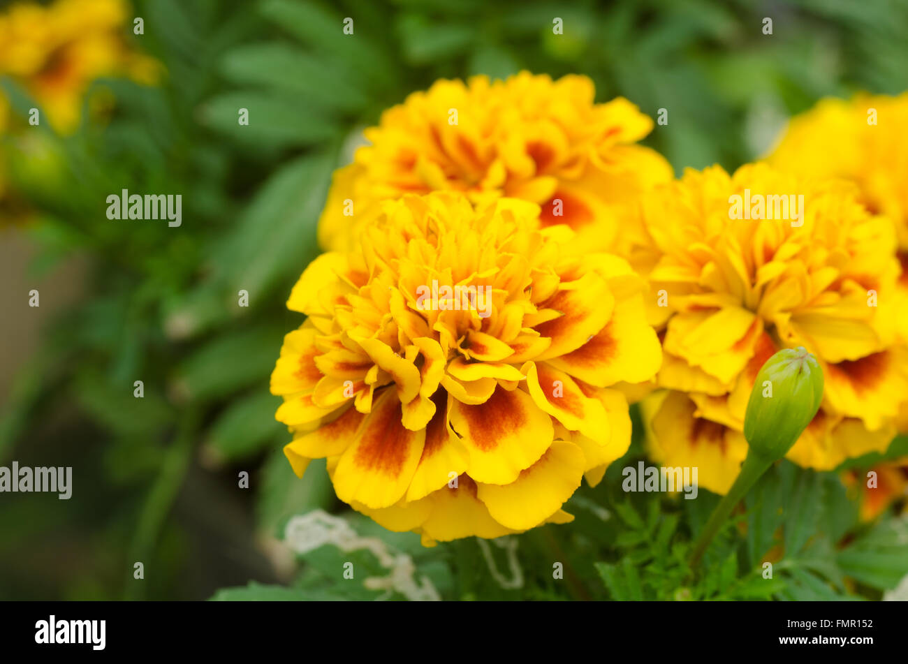Beautiful golden yellow French marigold Stock Photo - Alamy