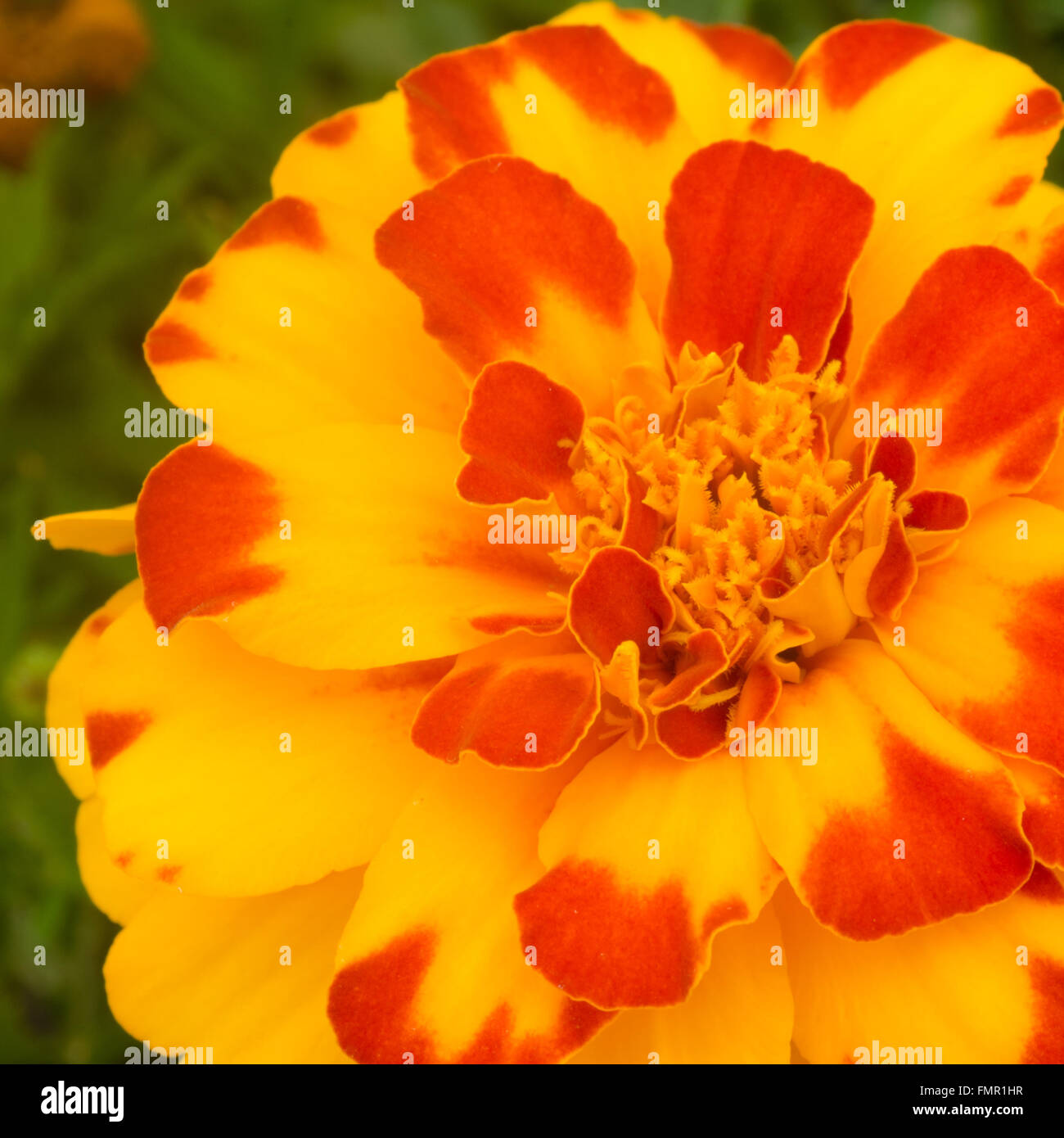 Beautiful golden yellow French marigold Stock Photo - Alamy
