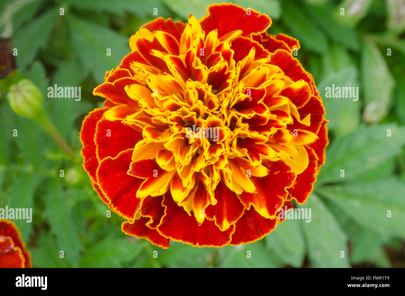 Beautiful golden yellow French marigold Stock Photo - Alamy