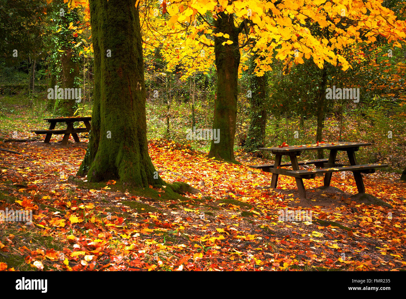 Autumn trees at the park Stock Photo - Alamy