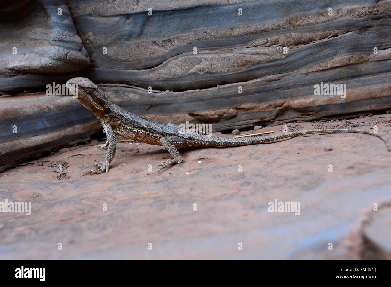 Lizard, Hancock Gorge, Karijini National Park, Pilbara, Western ...