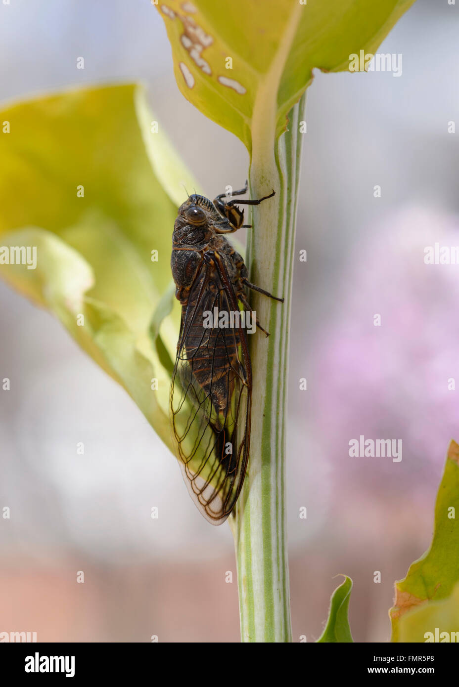 Pilbara wildlife hi-res stock photography and images - Alamy