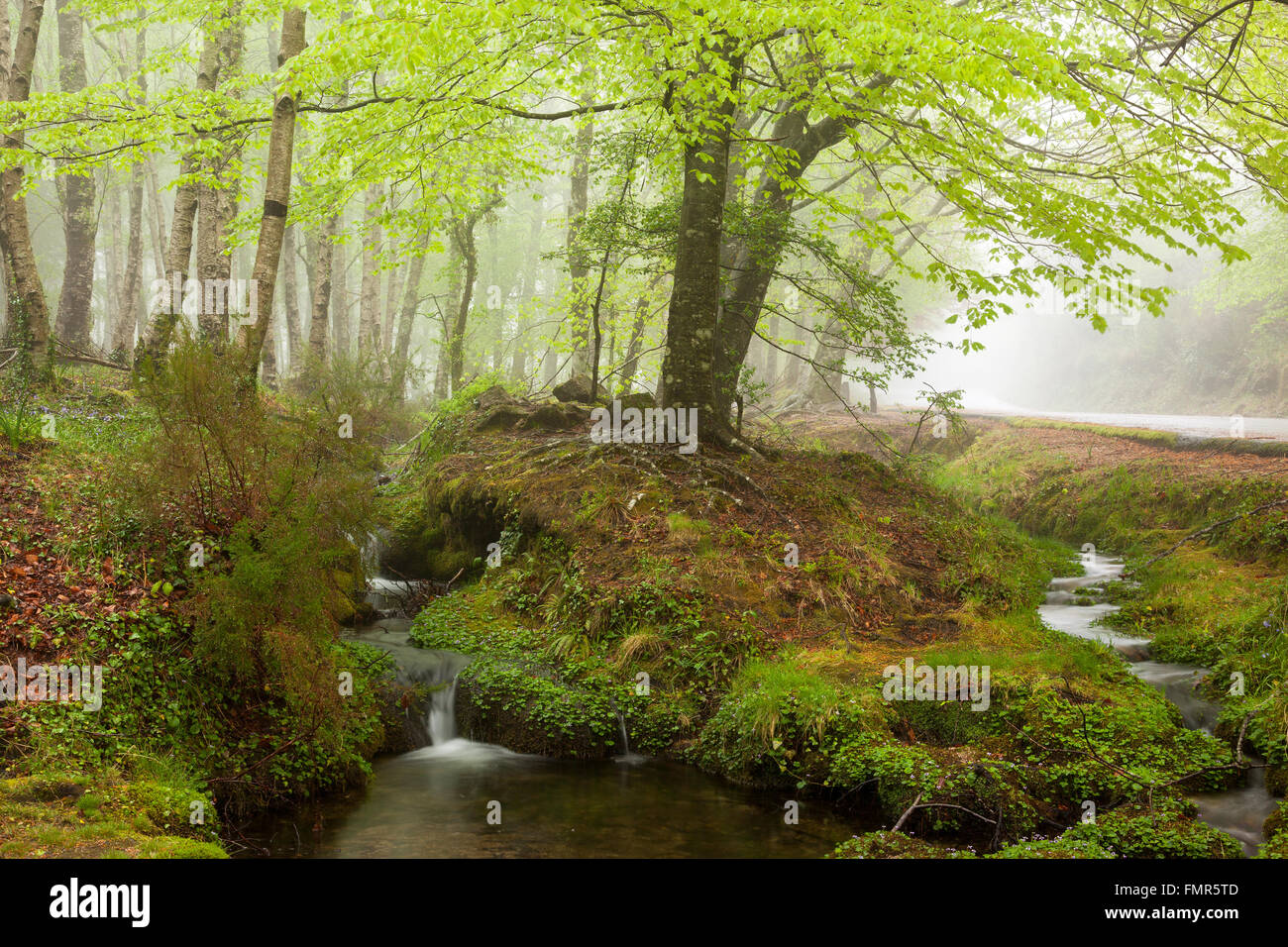 Beautiful small river flowing by the forest during the Spring season at ...