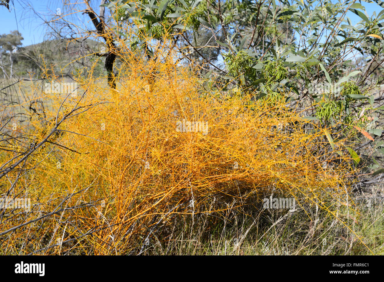 Yellow Spiny Bush, Karijini National Park, Pilbara, Western Australia ...