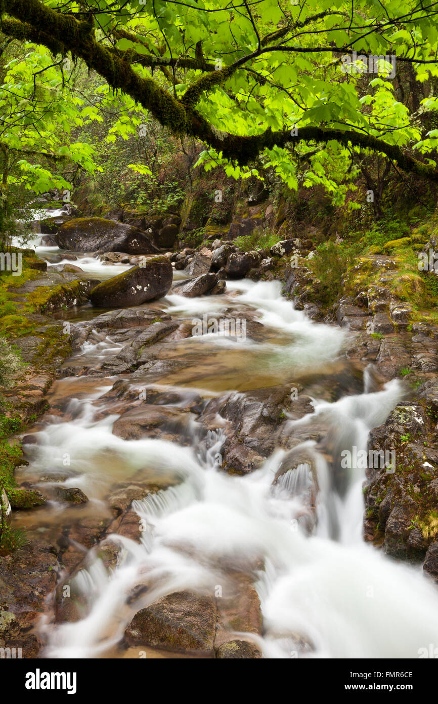 Beautiful river flowing by the forest during the Spring season at the ...