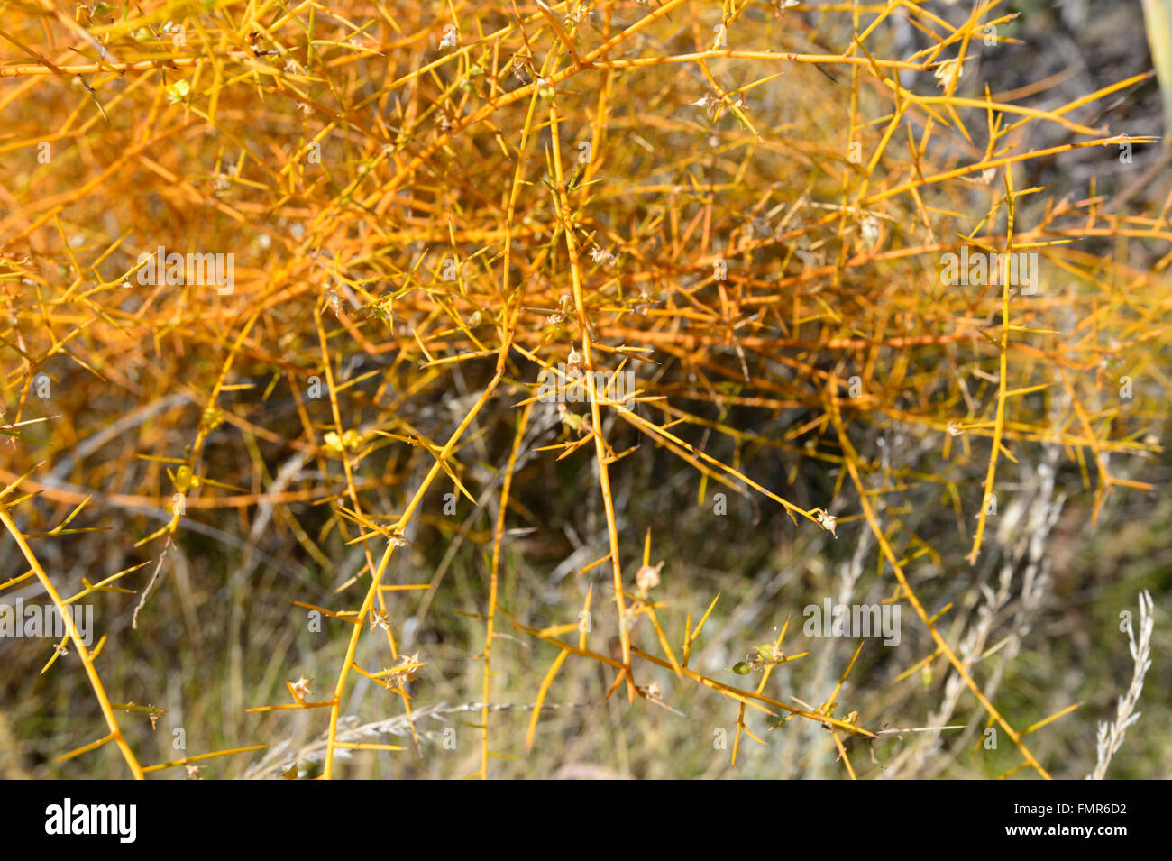 Pilbara plant hi-res stock photography and images - Alamy