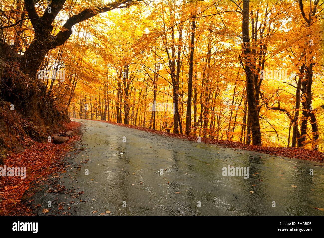 Autumn landscape with road and beautiful colored trees Stock Photo - Alamy