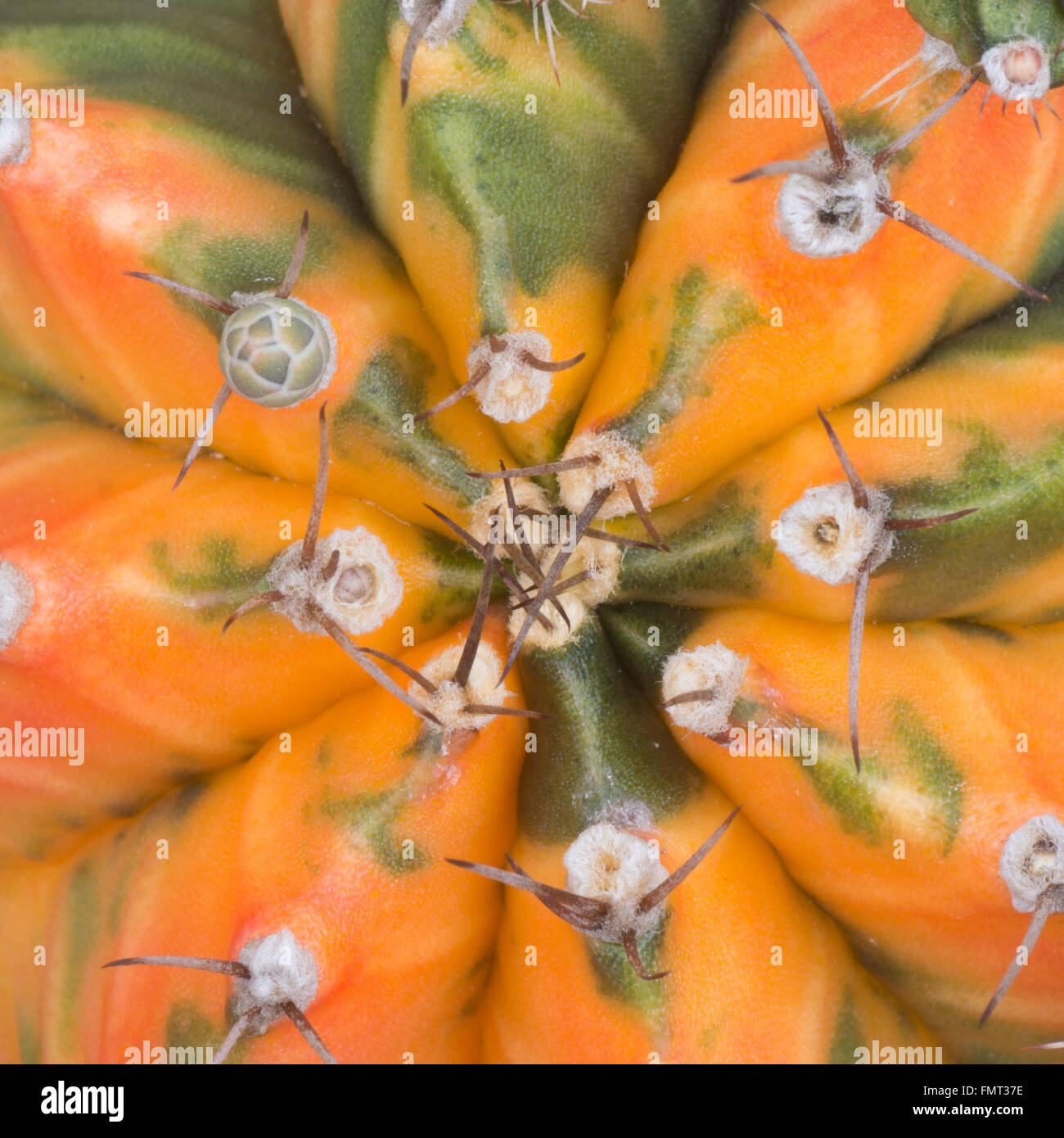 Close up of cactus texture background Stock Photo - Alamy