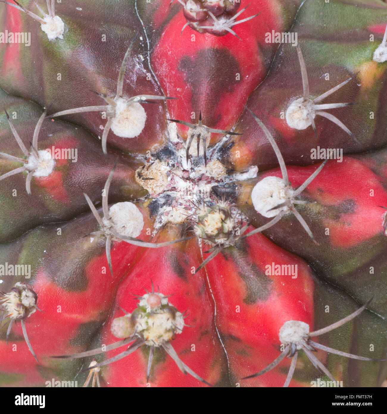 Close up of cactus texture background Stock Photo - Alamy