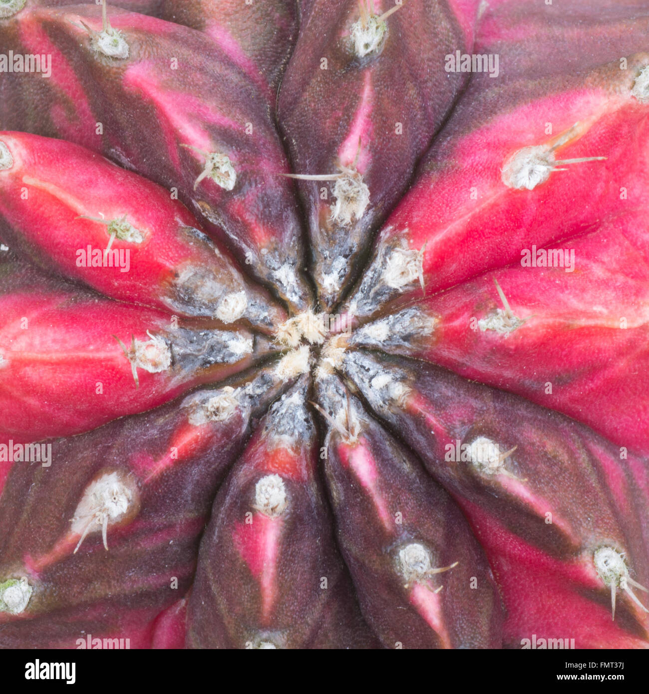 Close up of cactus texture background Stock Photo - Alamy