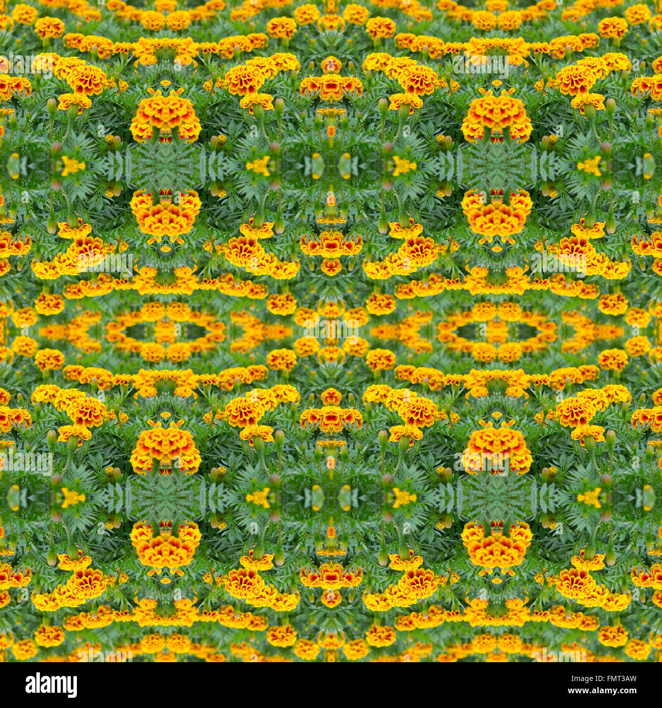 french marigold seamless pattern background Stock Photo - Alamy