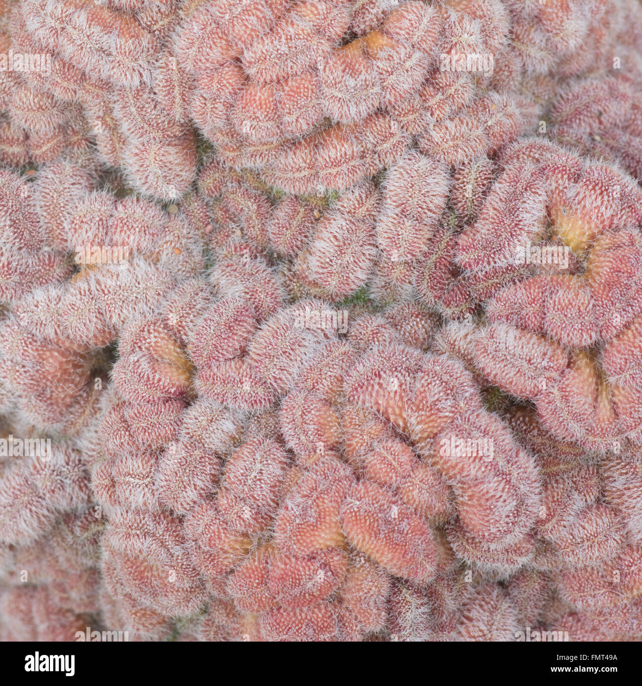 Close up of cactus texture background Stock Photo - Alamy