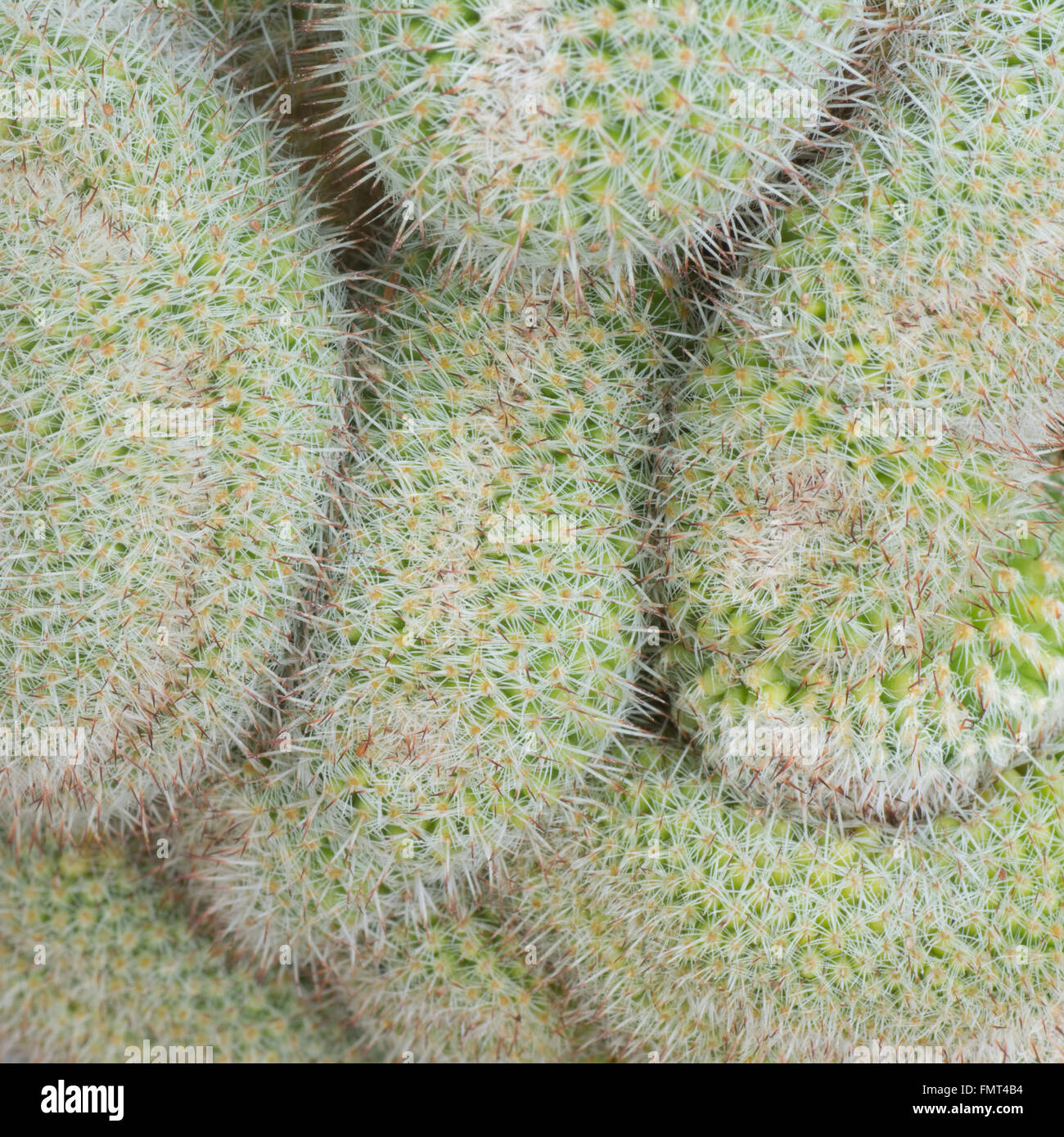 Close up of cactus texture background Stock Photo - Alamy