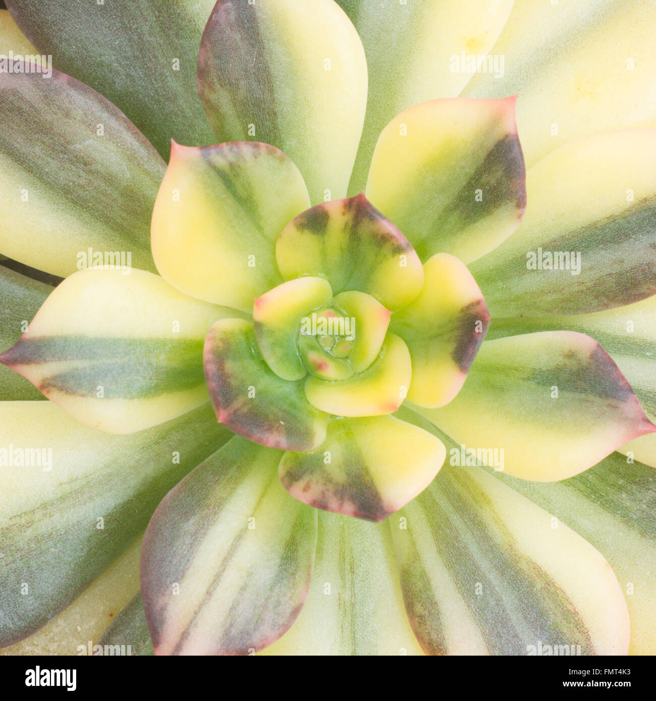 close up of cactus texture background Stock Photo - Alamy