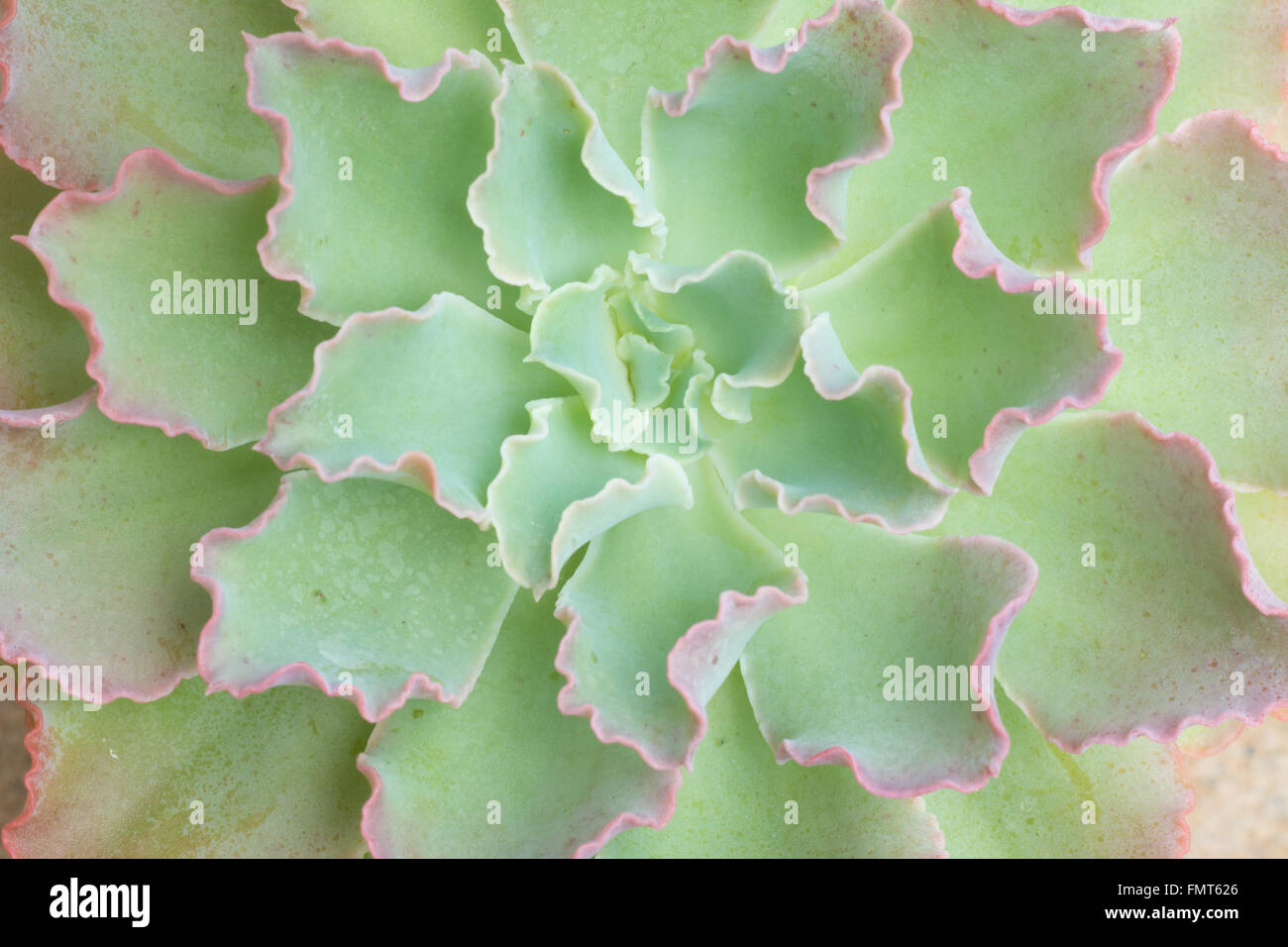 cactus texture background Stock Photo - Alamy