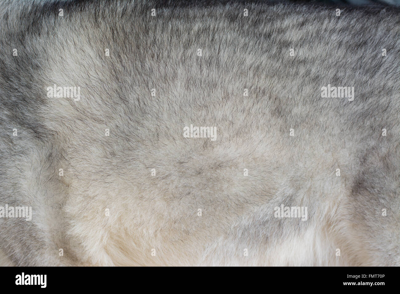 The fur of the Siberian Husky. Background Stock Photo - Alamy