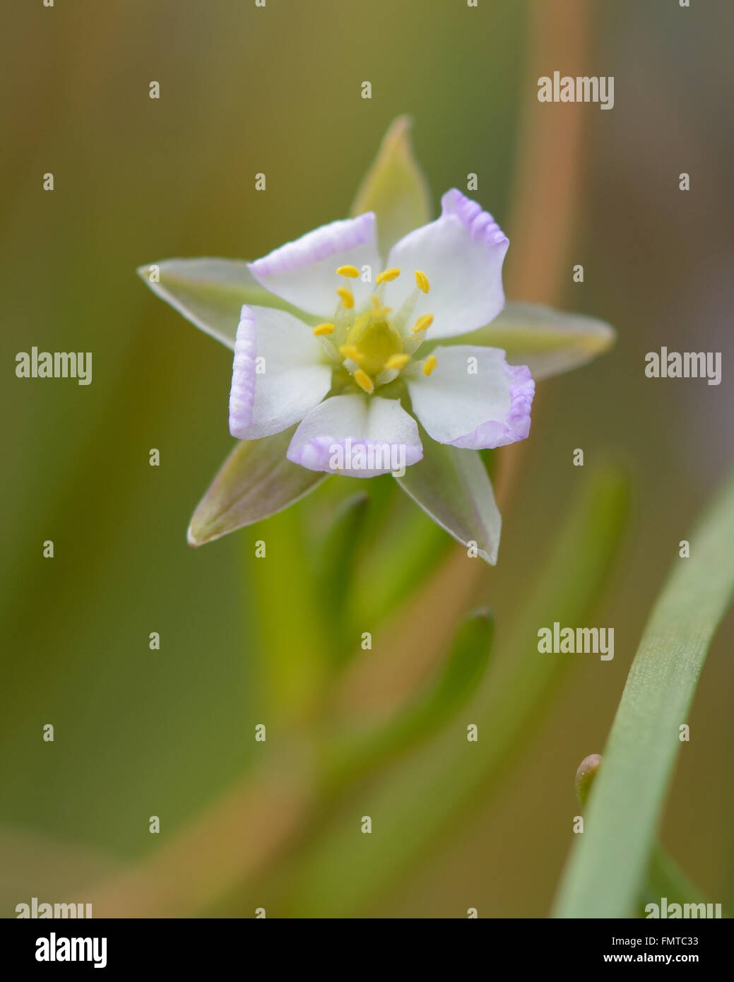 Greater sea-spurrey (Spergularia media) close up of flower. A coastal ...