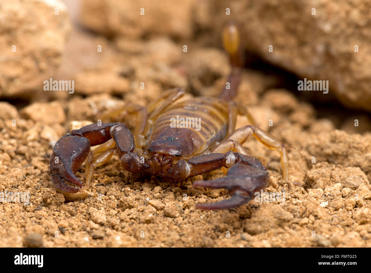 Macro photo of a scorpion Stock Photo - Alamy