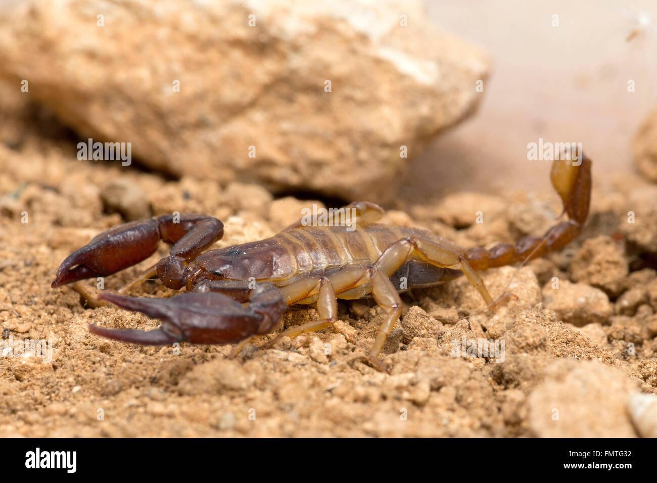 Macro photo of a scorpion Stock Photo - Alamy