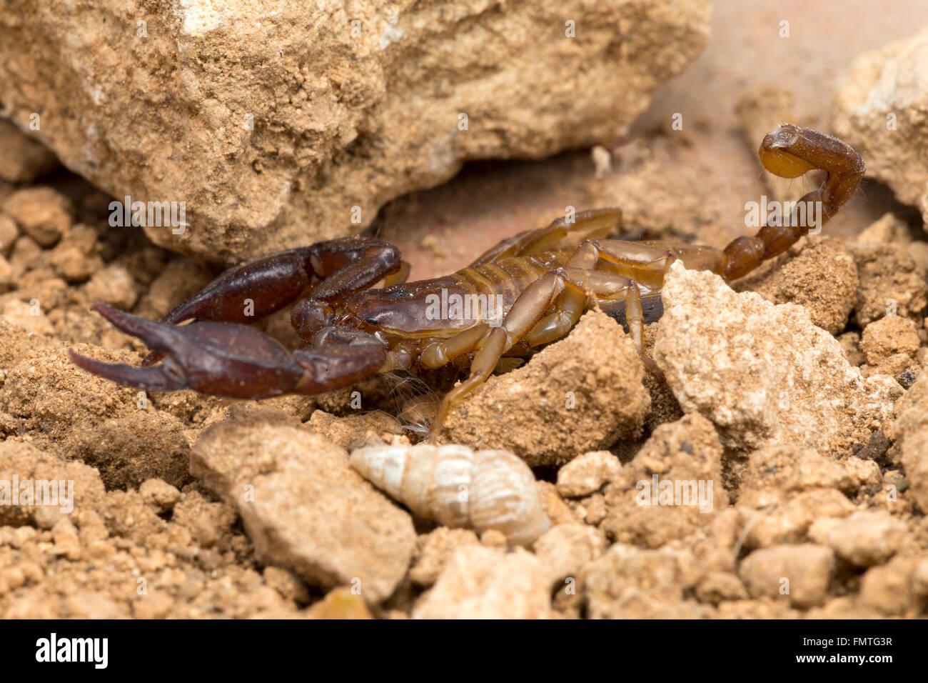 Macro photo of a scorpion Stock Photo - Alamy
