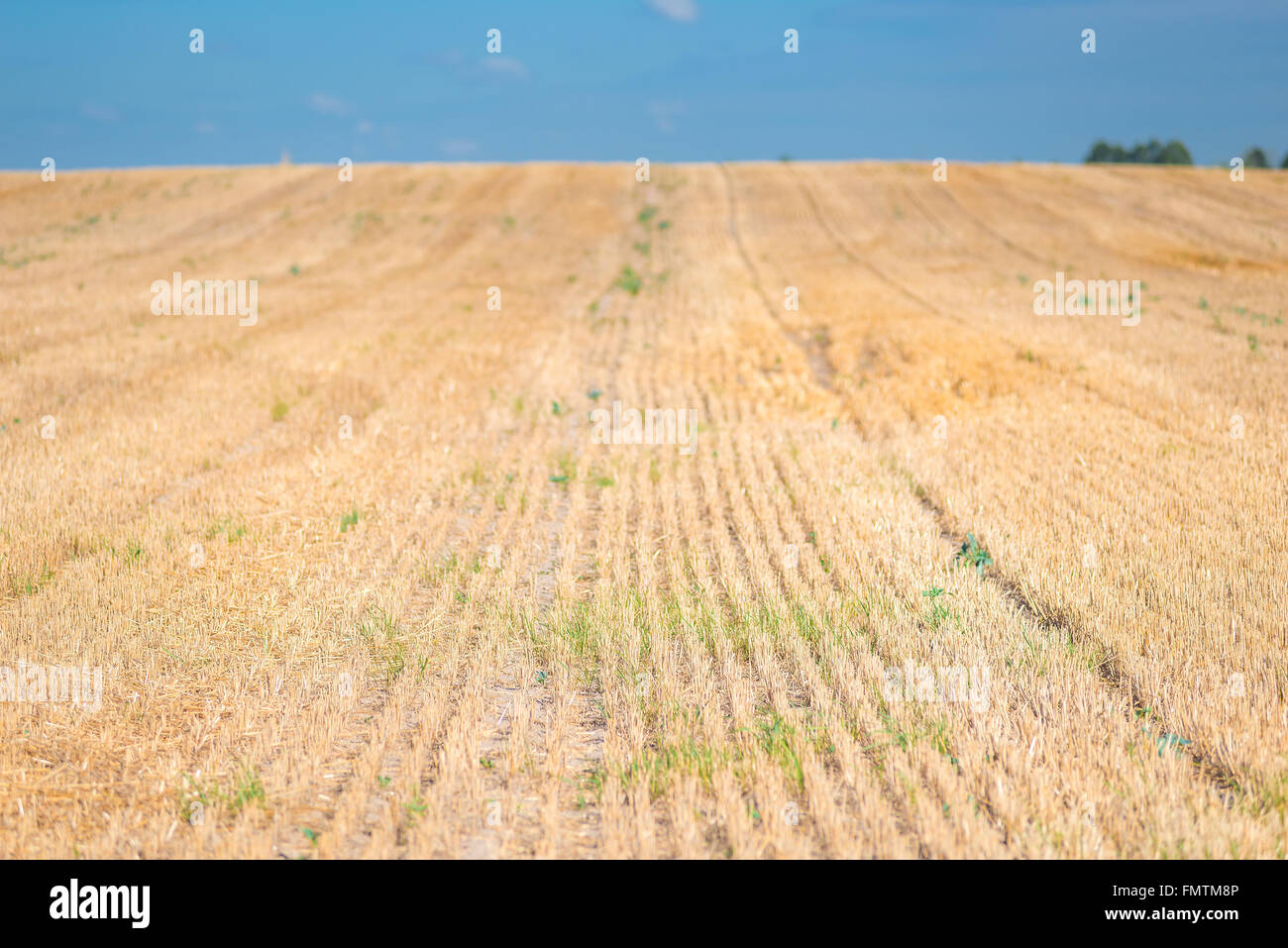 Field golden stubble cut stalks hi-res stock photography and images - Alamy
