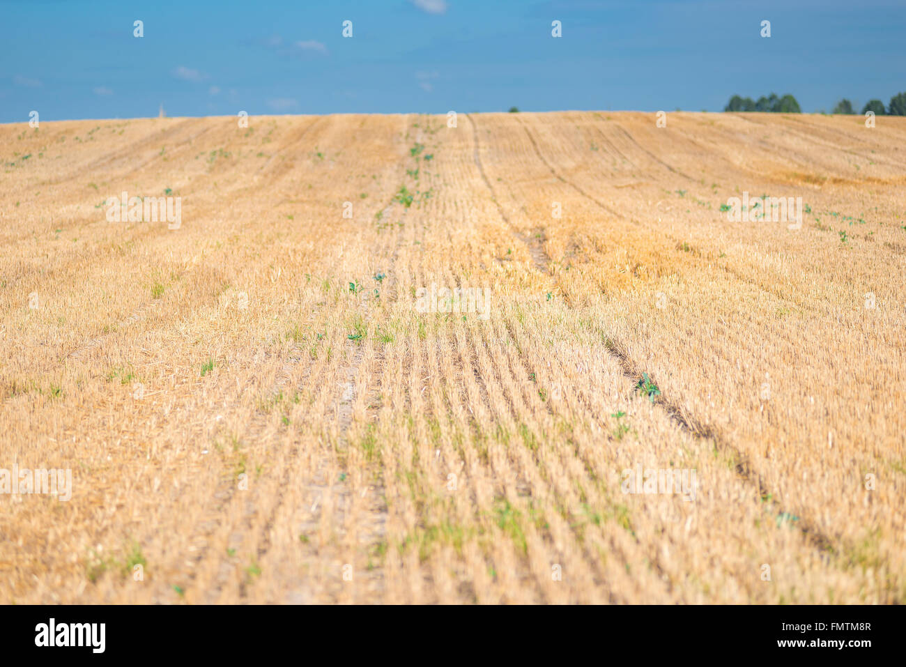 Old dry corn field hi-res stock photography and images - Alamy