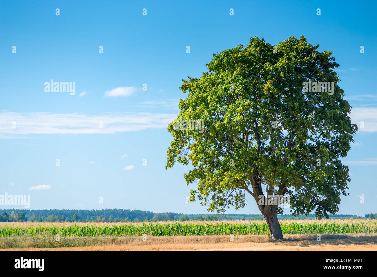 Large field in beautiful hi-res stock photography and images - Alamy