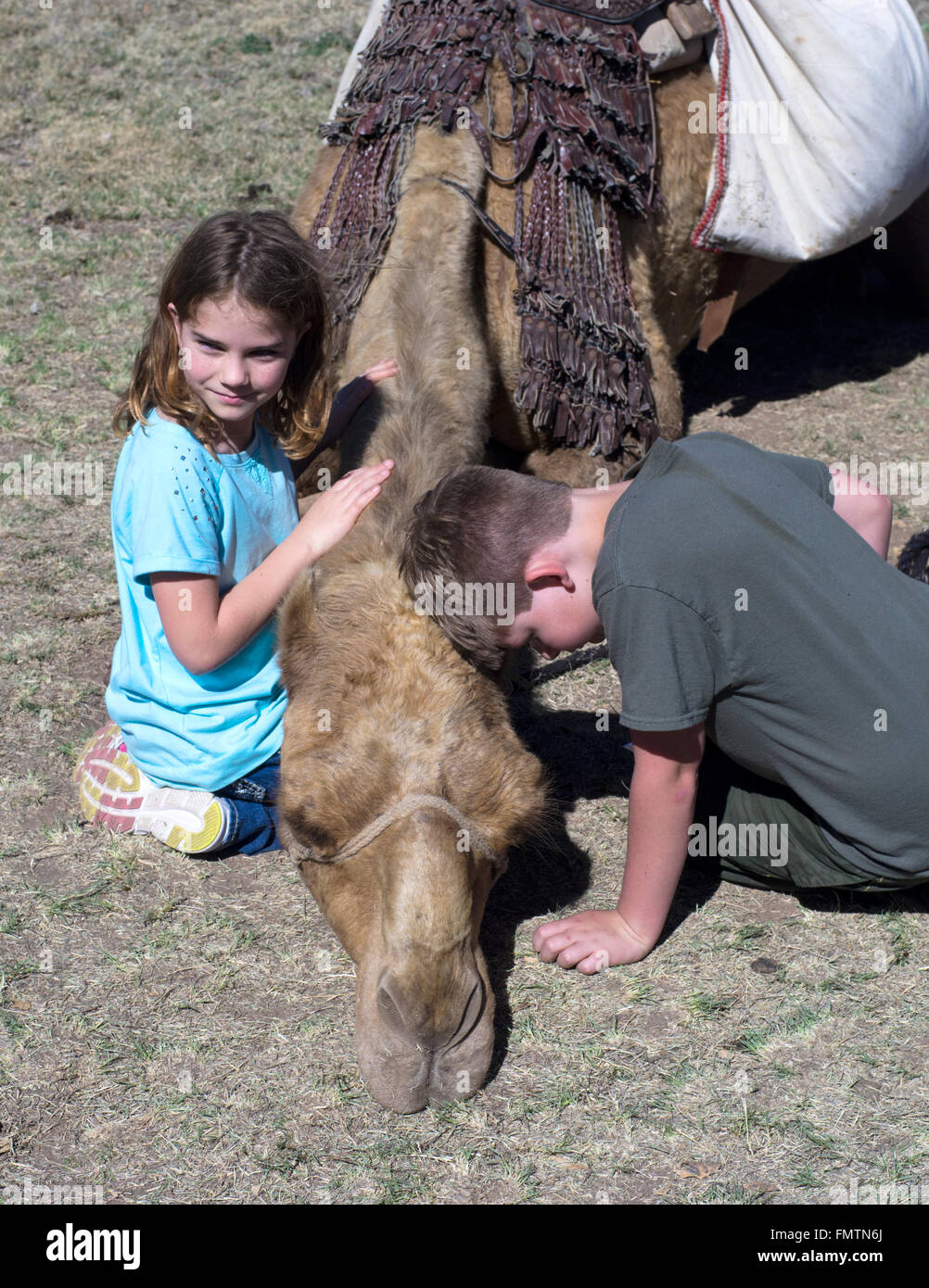 Camel on display at historical Fort Davis, Texas, during an event ...