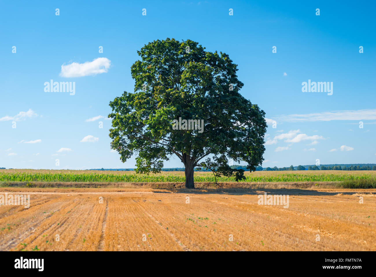 harvested field and one big tree Stock Photo - Alamy