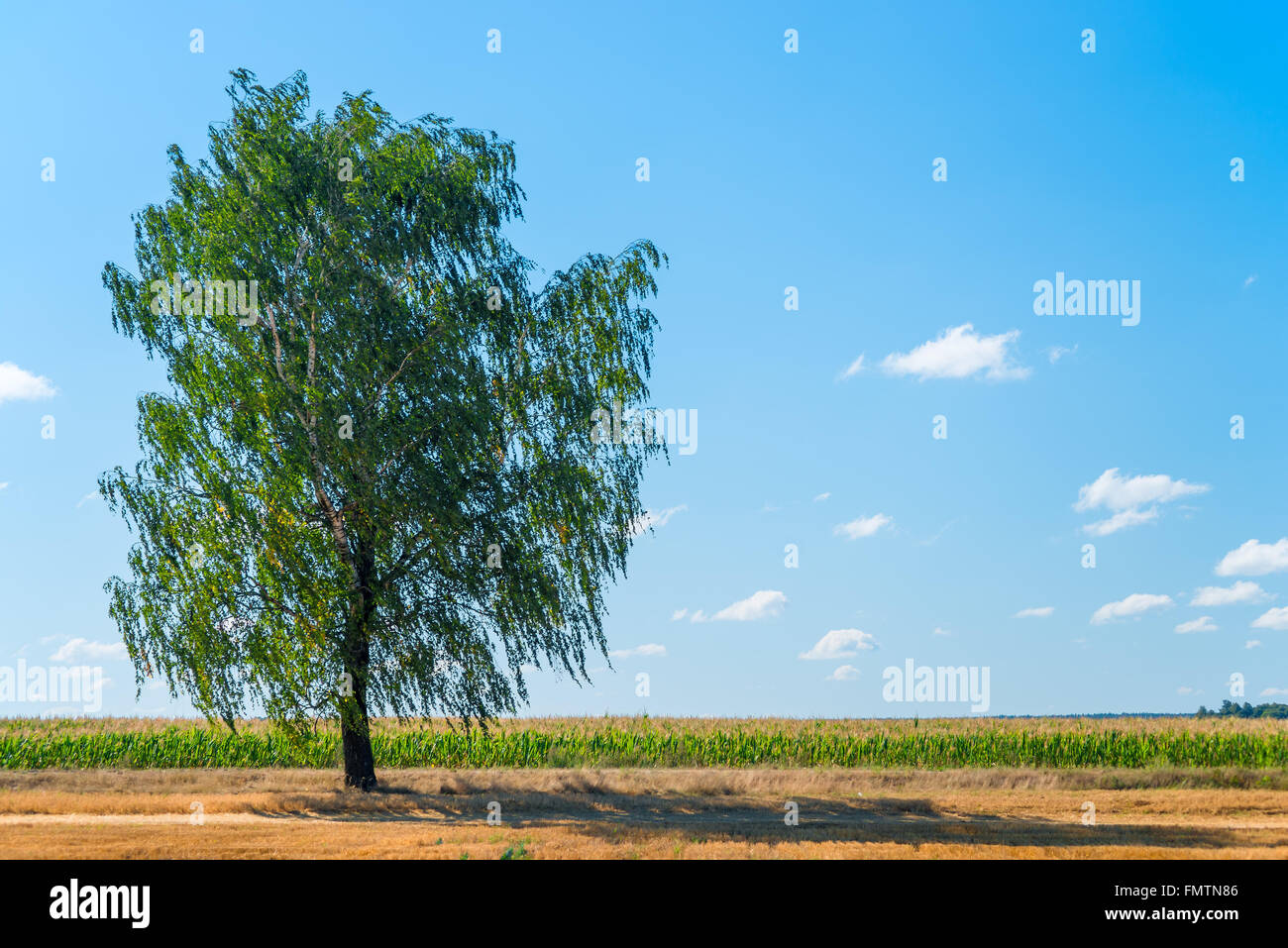 big birch growing in the field on a background of blue sky Stock Photo ...