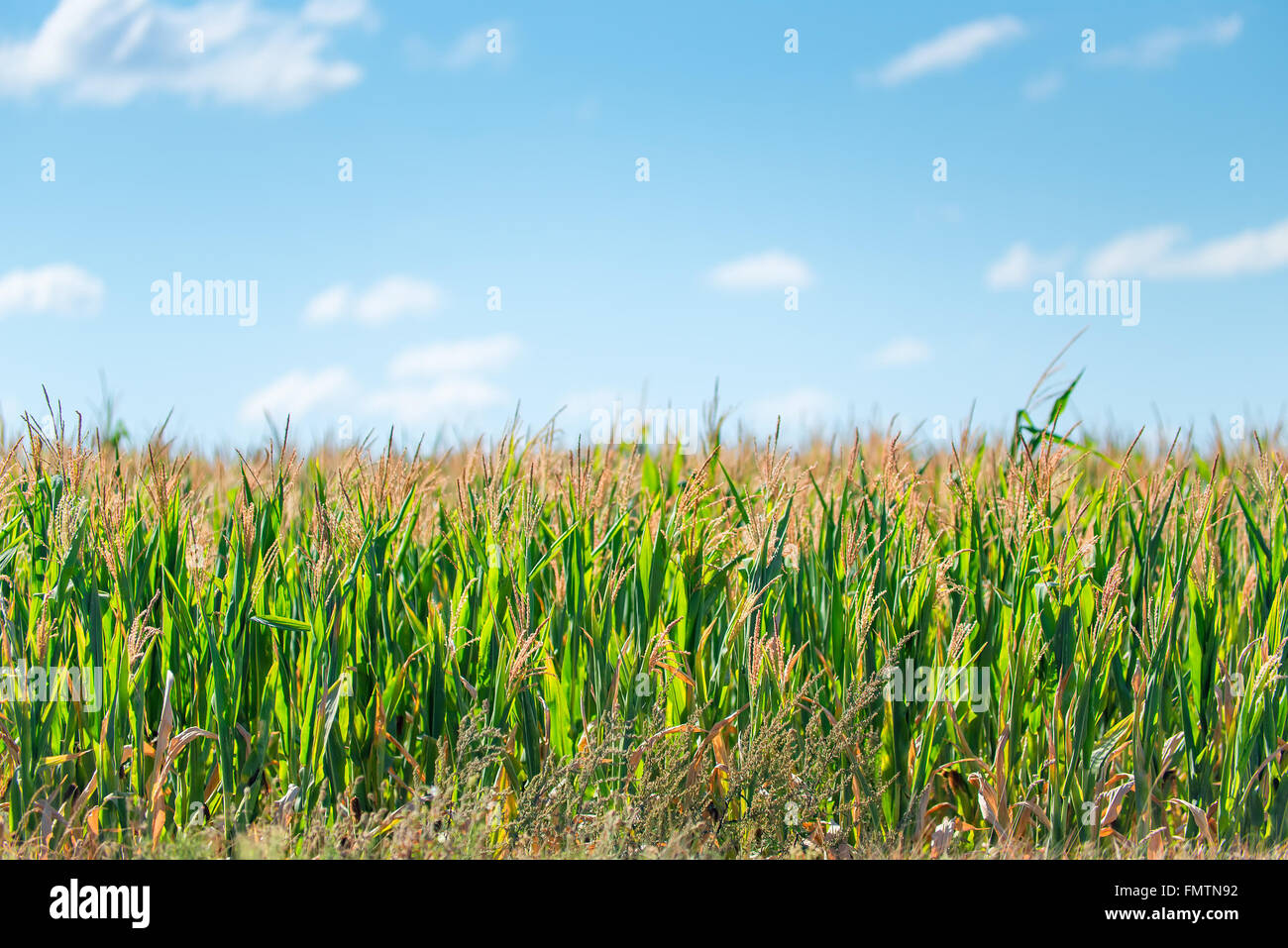 Corn field on a sunny day hi-res stock photography and images - Alamy