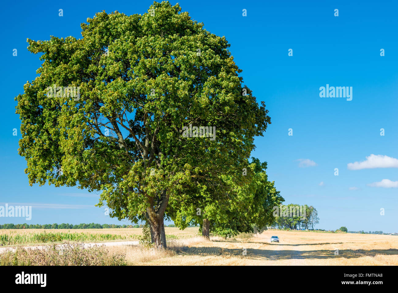 large spreading tree growing in the field Stock Photo - Alamy