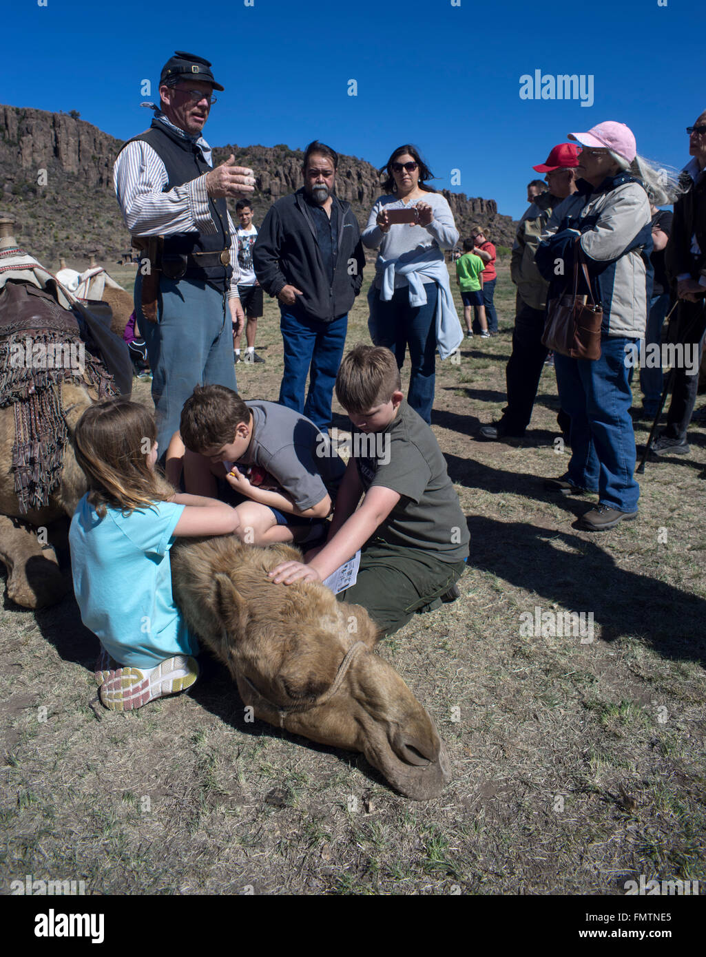 Camel on display at historical Fort Davis, Texas, during an event ...